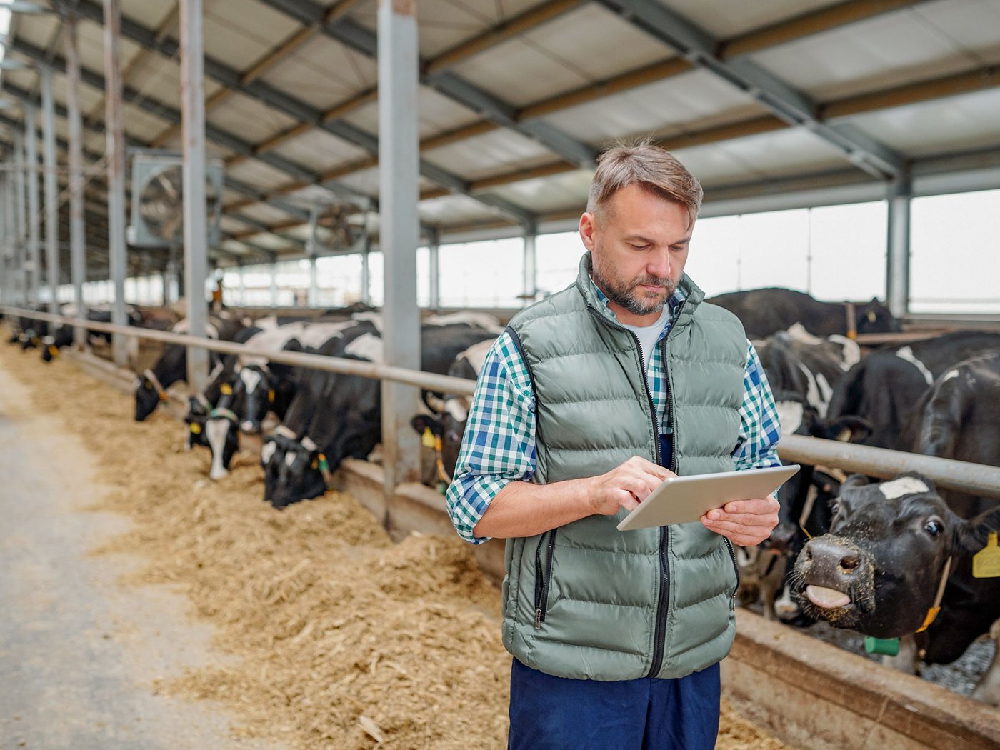 Dairy farm manager